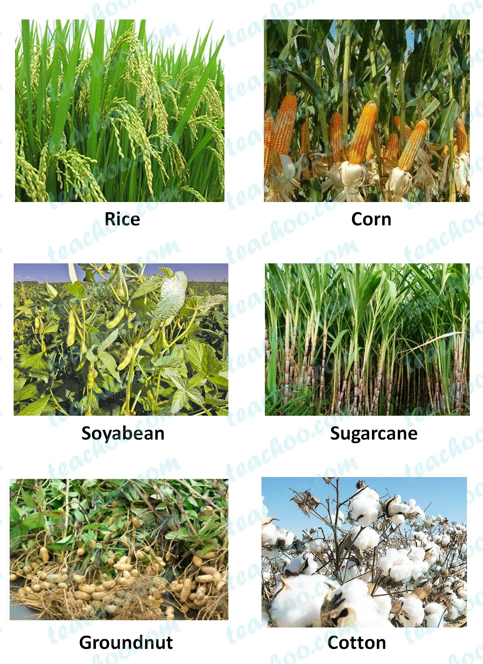 CROPS AND COUNTRY OF ORIGIN OF CROPS – Endz
