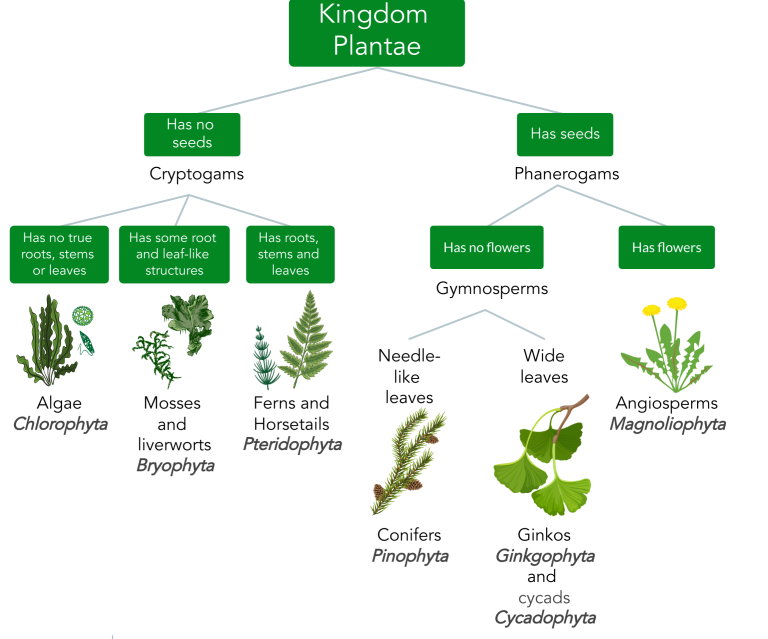 Taxonomic hierarchy of plants-സസ്യങ്ങളുടെ വർഗ്ഗീകരണ ശ്രേണി – Endz